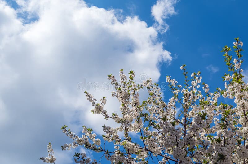 Bloom tree branch in sky stock image. Image of outdoor - 53821081
