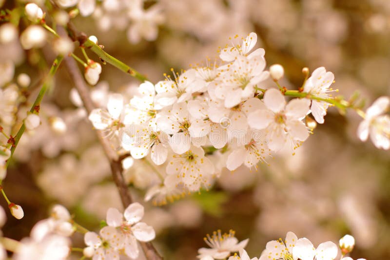 Bloom on Tree, First Spring Flowers Stock Photo - Image of fresh ...