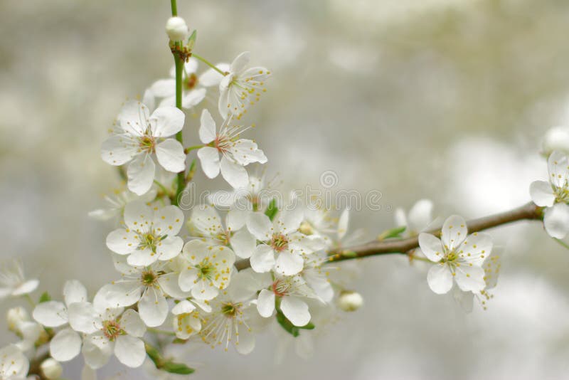 Bloom on Tree, First Spring Flowers Stock Photo - Image of background ...