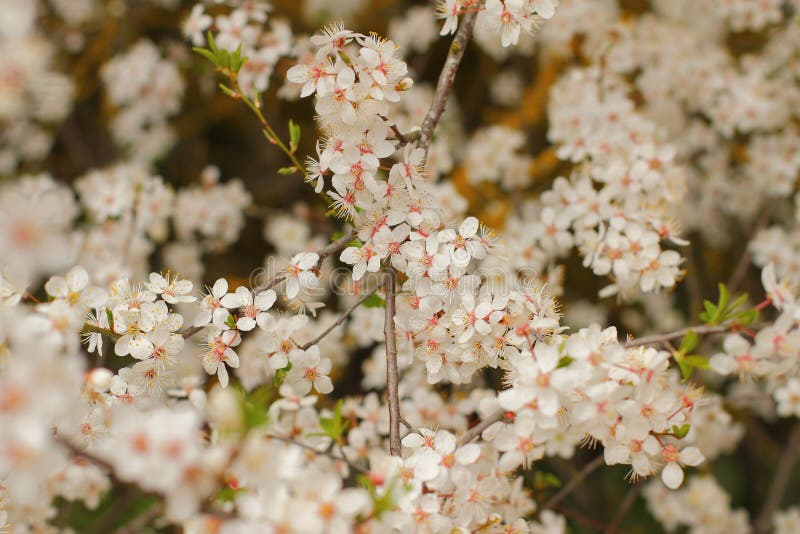 Bloom on Tree, First Spring Flowers Stock Photo - Image of fresh, petal ...