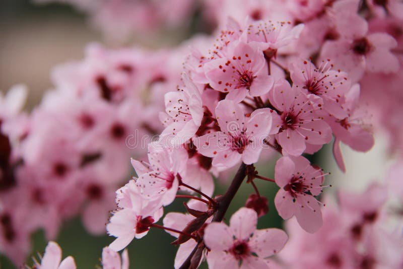 Bloom on Tree, First Spring Flowers Stock Photo - Image of blooming ...