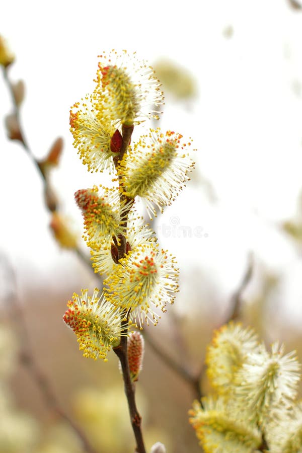 Bloom on Tree, First Spring Flowers Stock Image - Image of plant ...