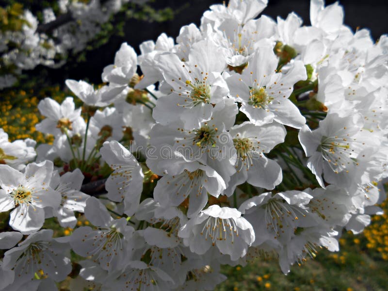 Bloom stock image. Image of nice, bloom, background, spring - 89797843