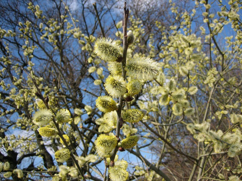 Bloom of the tree stock image. Image of forest, fluffy - 73598415