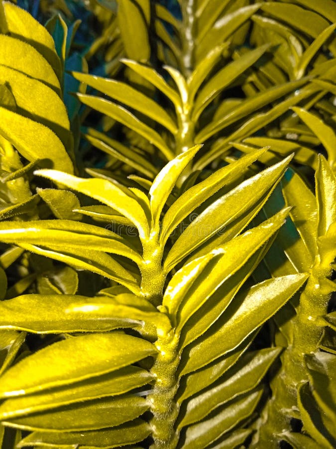 Bloom Tree in the garden stock photo. Image of precious - 155003476