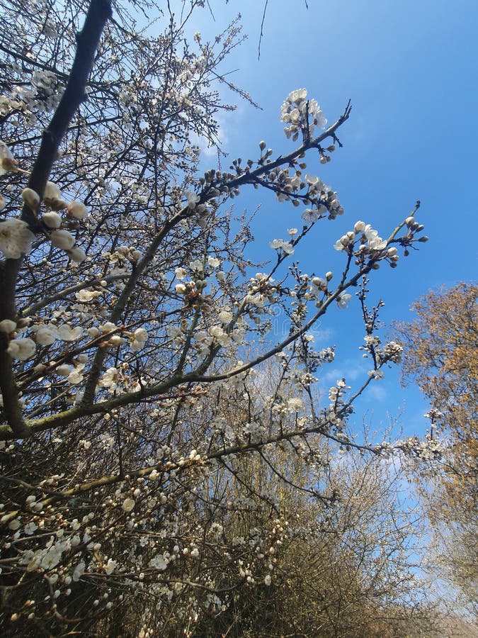 Bloom of trees stock image. Image of produce, shrub - 212671195