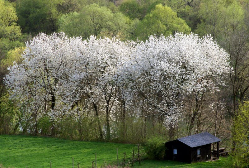 Bloom trees in the forest stock image. Image of white - 17490055