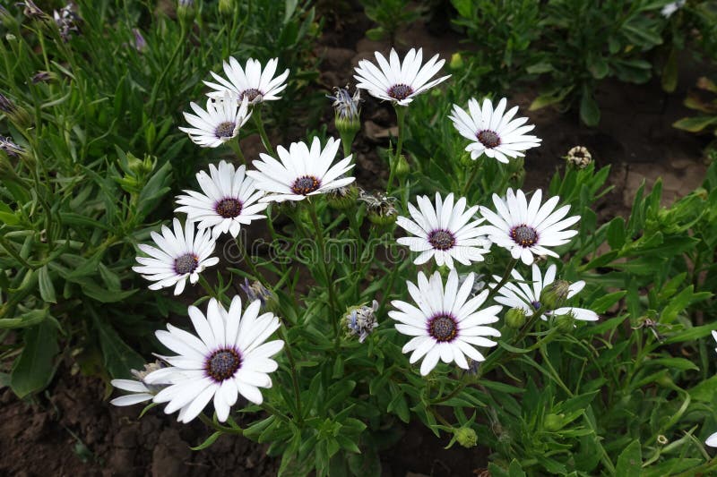 Bloom of White African Daisies in August Stock Photo - Image of white ...