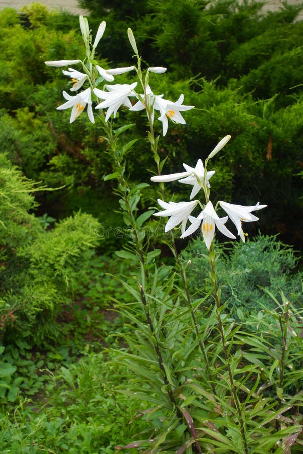 Bloom of White Lilium Candidum Stock Photo - Image of madonna, botany ...