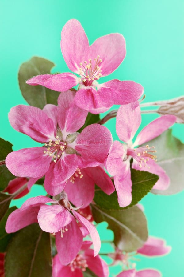 Bloom wild apple stock image. Image of japanese, blooming - 23314615