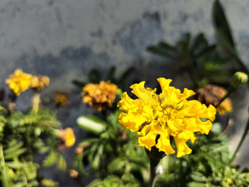 Bloom Yellow Marigold Tropical Flower Sun Stock Image - Image of flower ...