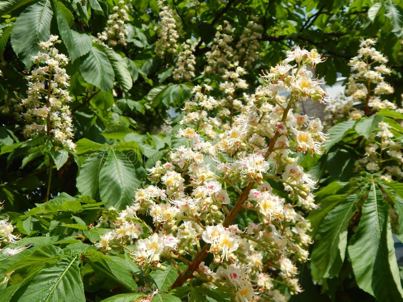 Bloomed chestnut flowers stock photo. Image of chestnut - 146932910