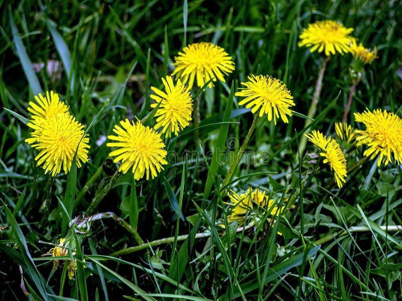 Bloomed the First Spring Flowers Dandelions, Macro, Narrow Focus Area ...