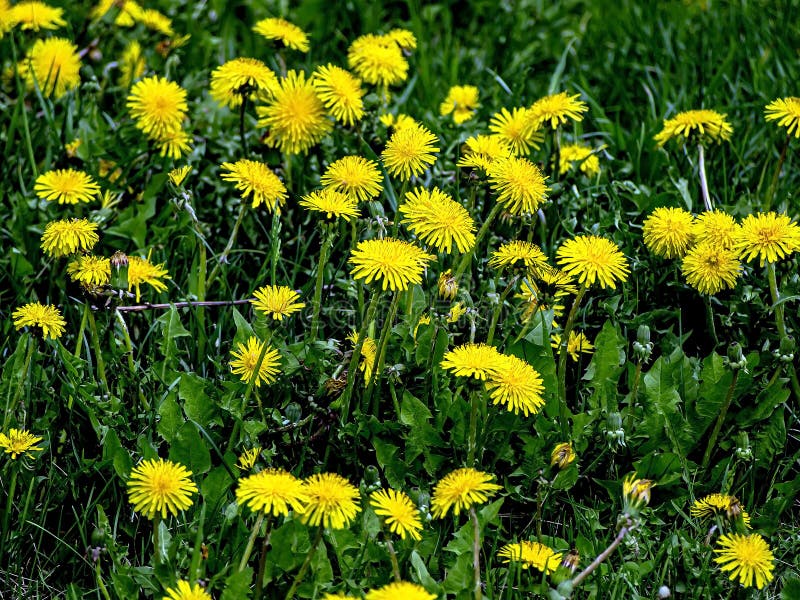 Bloomed the First Spring Flowers Dandelions, Macro, Narrow Focus Area ...