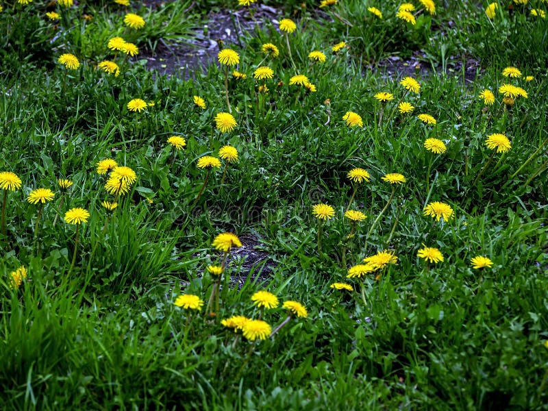 Bloomed the First Spring Flowers Dandelions,, Narrow Focus Area Stock ...
