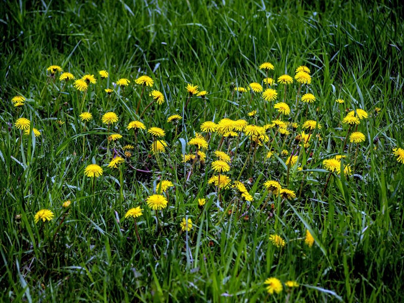 Bloomed the First Spring Flowers Dandelions,, Narrow Focus Area Stock ...