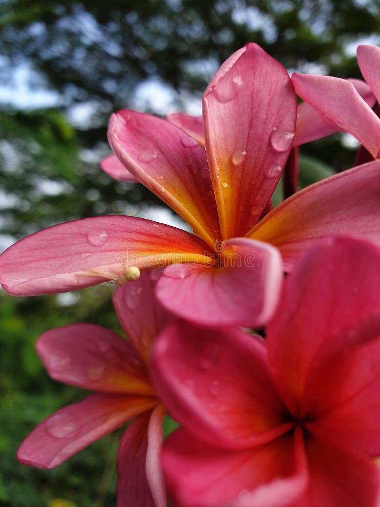 Bloomed Frangipani Flower Stock Photos - Free & Royalty-Free Stock ...