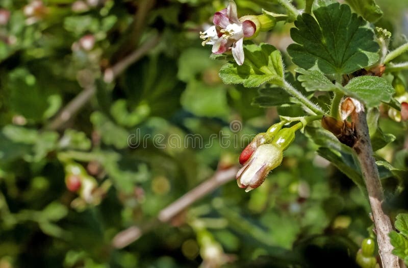 Bloomed Gooseberry Flower, Macro Stock Photo - Image of freshness ...