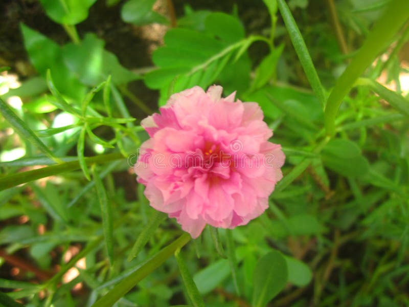 Bloomed Portulaca Flower or Commonly Called Ten O Clock Flower Stock ...