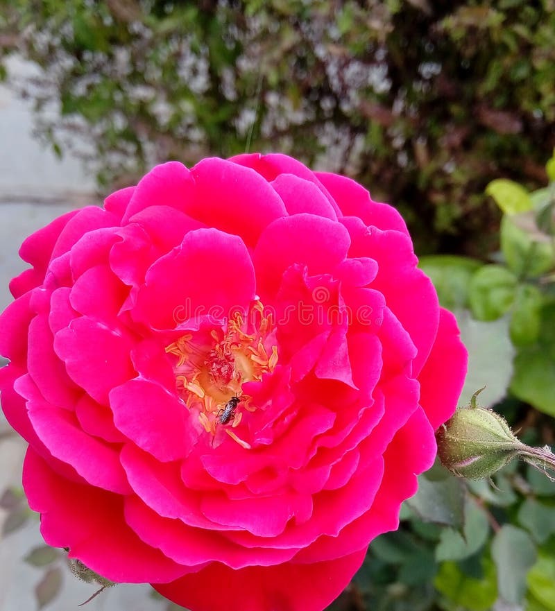 Bloomed Red Rose and a Fly on it Stock Image - Image of rose, green ...