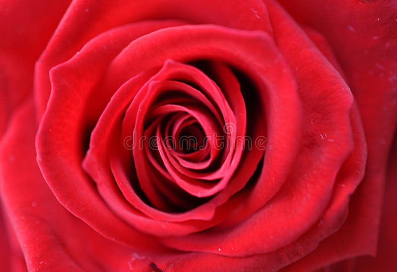 Bloomed roses stock image. Image of background, view - 78884887