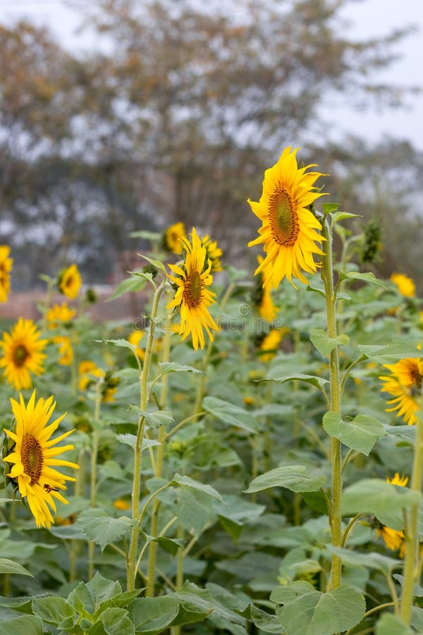 Bloomed Sunflowers on the Tree in a Field Stock Photo - Image of floral ...