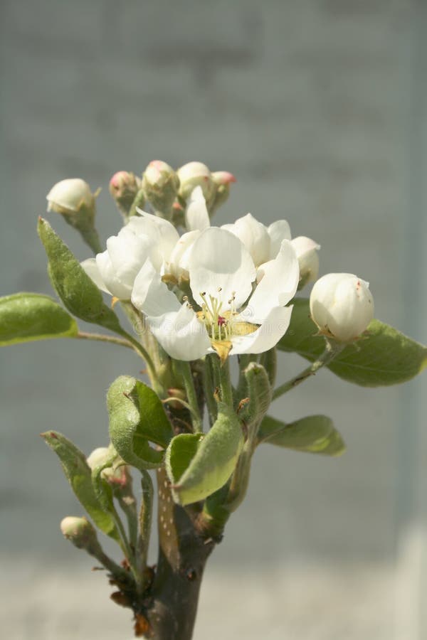 Bloomed tree top stock image. Image of young, start, leaf - 14030963