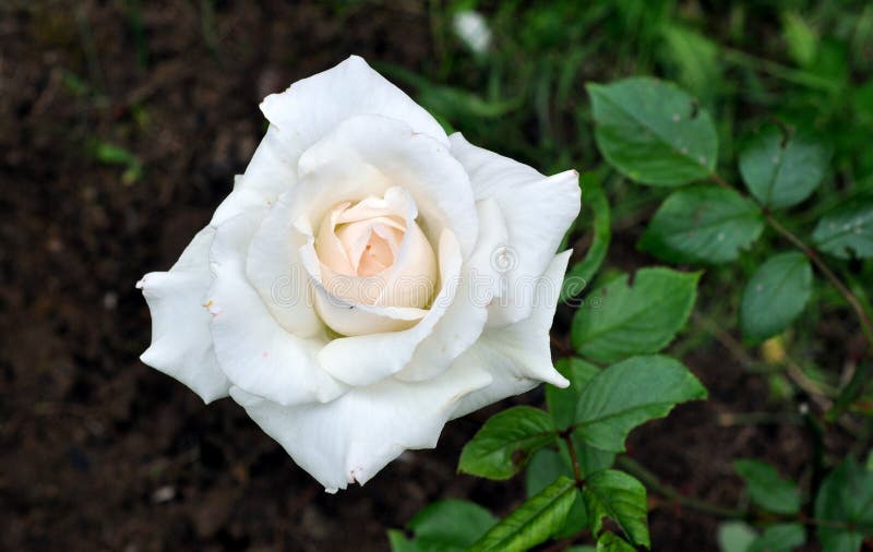 Bloomed white rose stock photo. Image of beautiful, green - 41309670