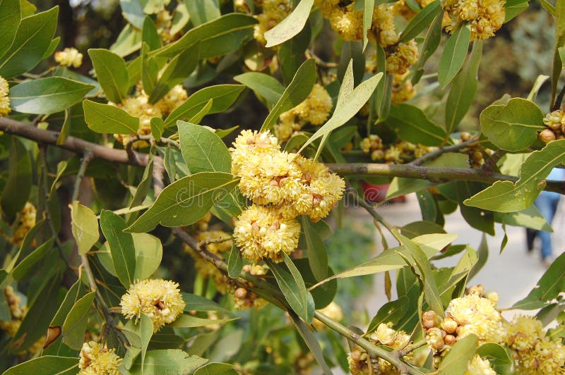 Bloomig Laurel tree stock photo. Image of dark, plant - 9342944