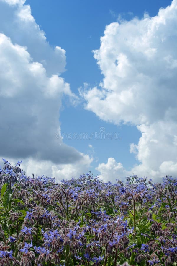 Bloomimg borage field stock image. Image of borage, fresh - 2732527