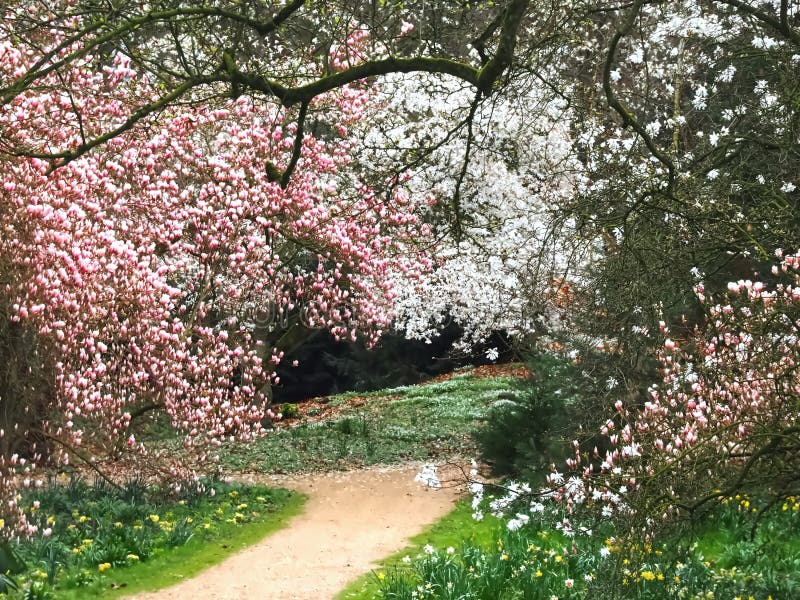 Bloomimg Magnolia Forest Magnolioideae at a Rainy Day with a Path Stock ...