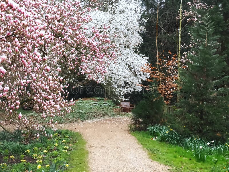 Bloomimg Magnolia Forest Magnolioideae at a Rainy Day with a Path Stock ...
