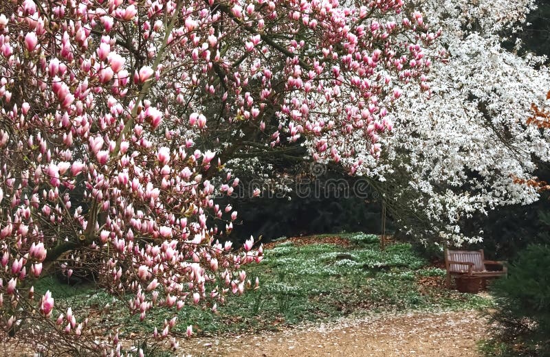 Bloomimg Magnolia Forest Magnolioideae at a Rainy Day with a Path Stock ...