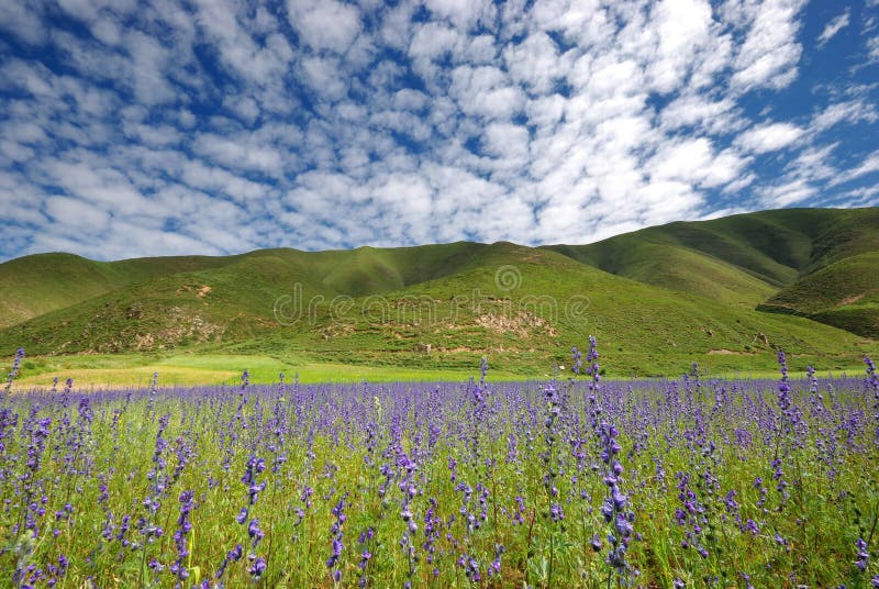 Colorful hills stock image. Image of countryside, nature - 616553