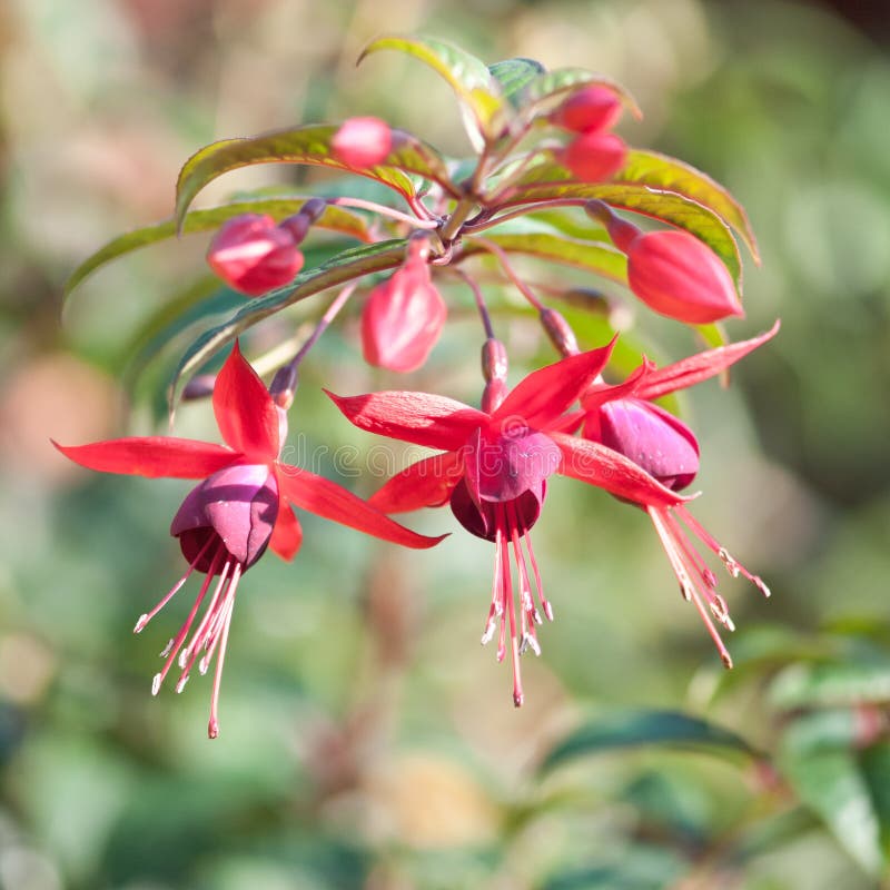 Fuscia stock image. Image of bright, purple, spring, flower - 4293353