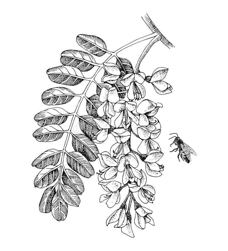 Blooming Acacia and Honey Bee Stock Vector - Illustration of tree ...