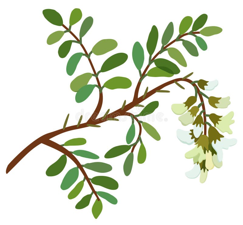 Acacia Plant Stock Illustrations – 5,063 Acacia Plant Stock ...