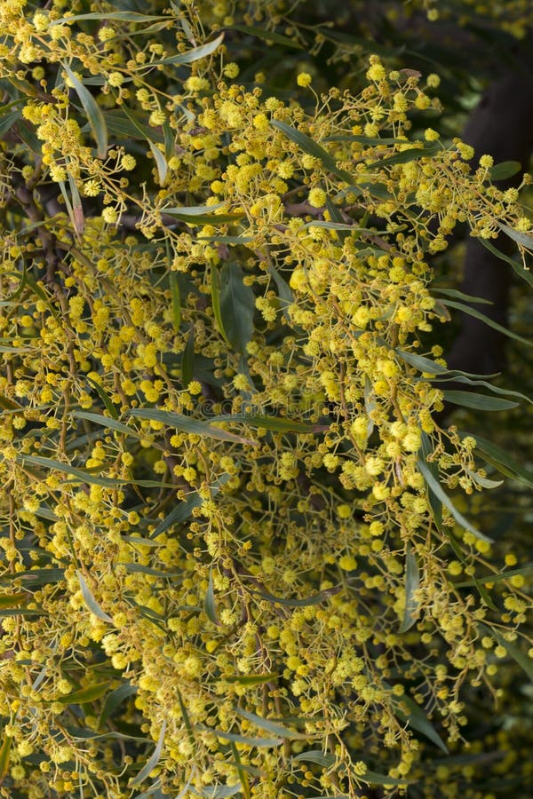 Blooming Acacia Saligna Tree Stock Photo - Image of round, color: 90751582