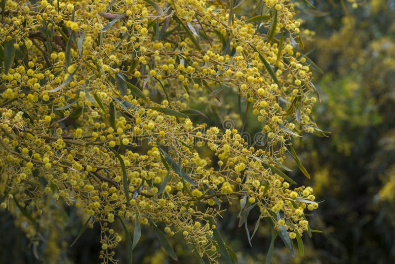 Blooming Acacia Saligna Tree Stock Image - Image of mimosa, background ...
