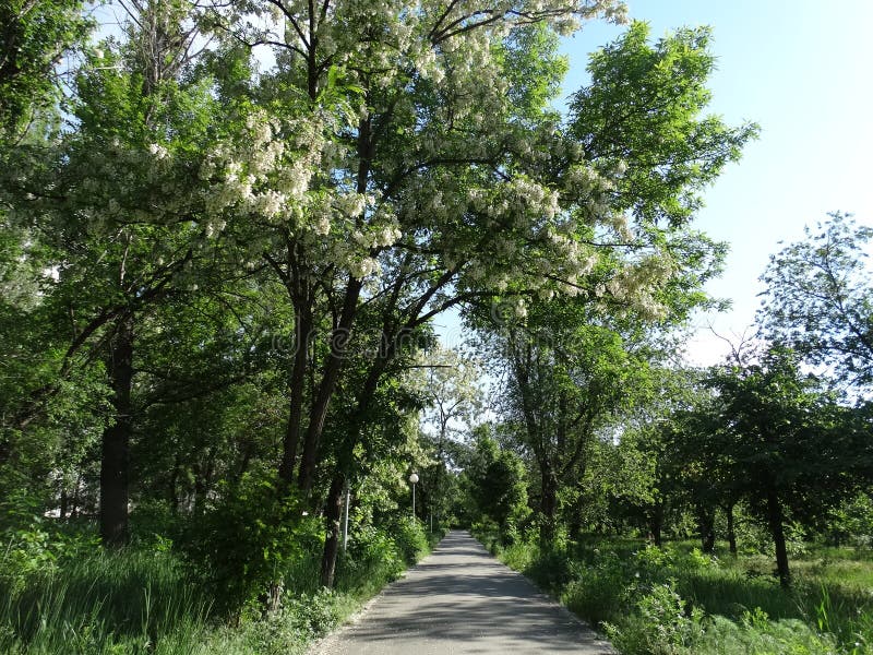Blooming acacia stock image. Image of path, road, acacia - 108618577