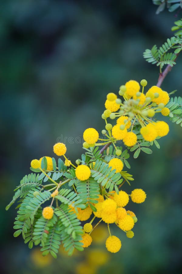 Blooming acacia tree stock photo. Image of season, uncultivated - 141554954