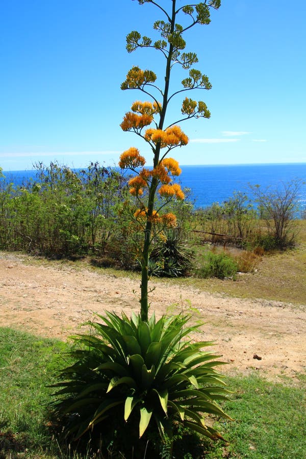 Agave inflorescence stock photo. Image of habitat, inflorescence - 18789118