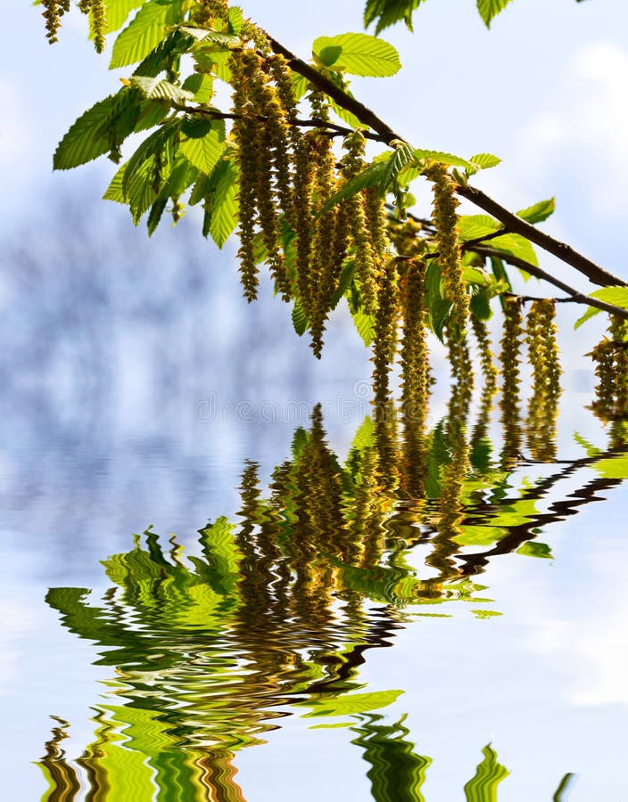 Blooming alder stock photo. Image of nature, green, flores - 4951200