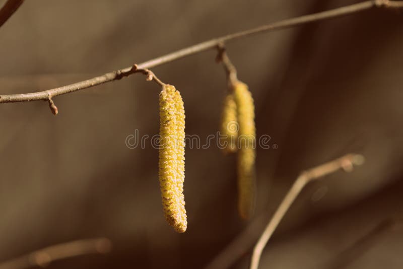 Blooming Alder Tree in Spring Day Close-up. Retro Style Toned Stock ...