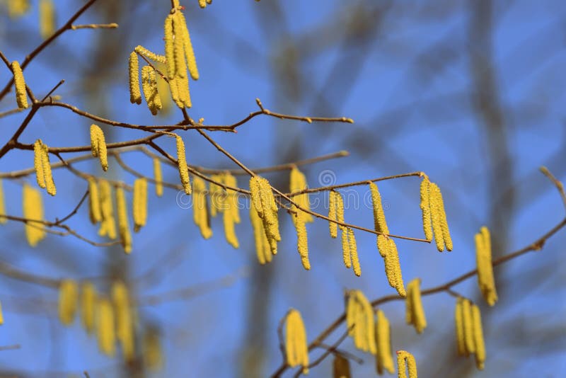 Blooming Alder Tree in Spring Day Close-up. Retro Style Toned Stock ...