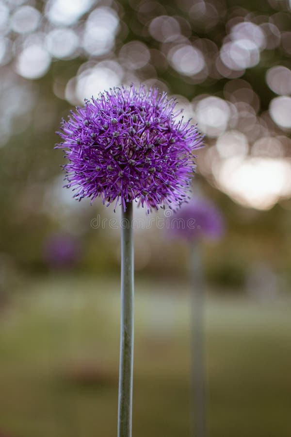 Blooming Alium flower stock photo. Image of floral, garlic - 357531552