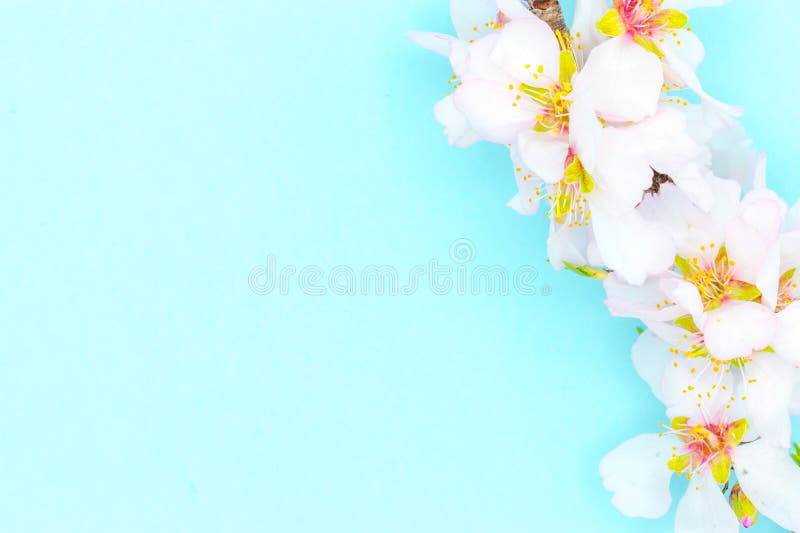 Blooming Almond Flowers on a Blue Background. Blossoms on a Side ...