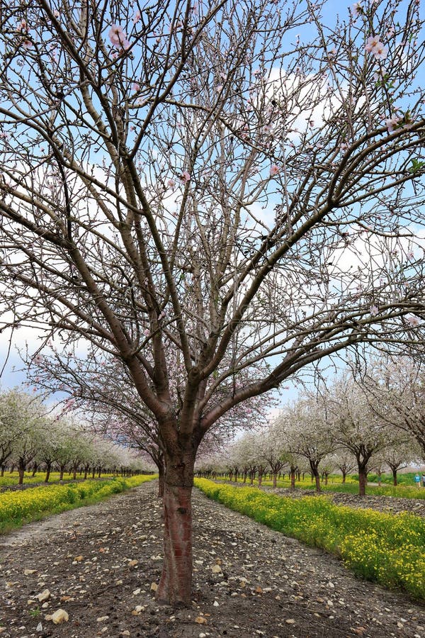 A Blooming Almond Tree Against the Backdrop of the Cloudy Sky Stock ...