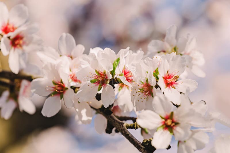 Blooming Almond Tree Branches at Spring Stock Image - Image of april ...