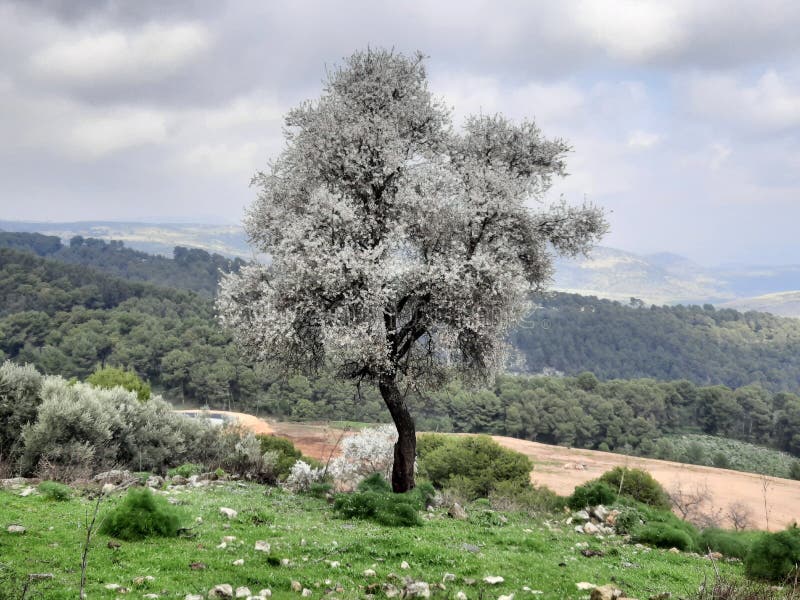 Blooming Almond Tree, Galilee, Israel Stock Photo - Image of tree ...